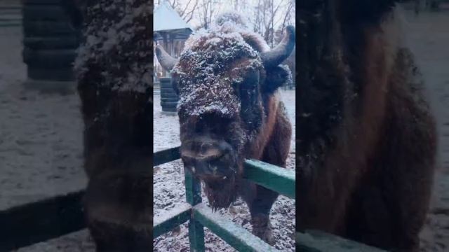 Зубры в снегу!