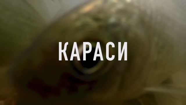 0089_КАРАСИ..