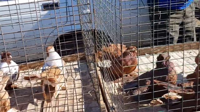 14.10.18.Выставка голубей г Курганинск  Ч 4 Exhibition pigeons Mr. Kurganinsk H 4