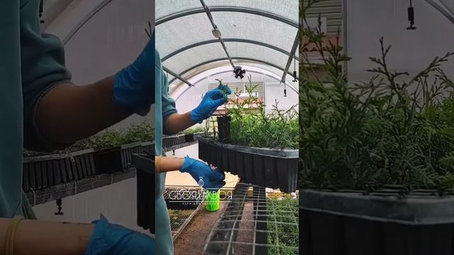 ♀️Не выдирайте черенки с мясом