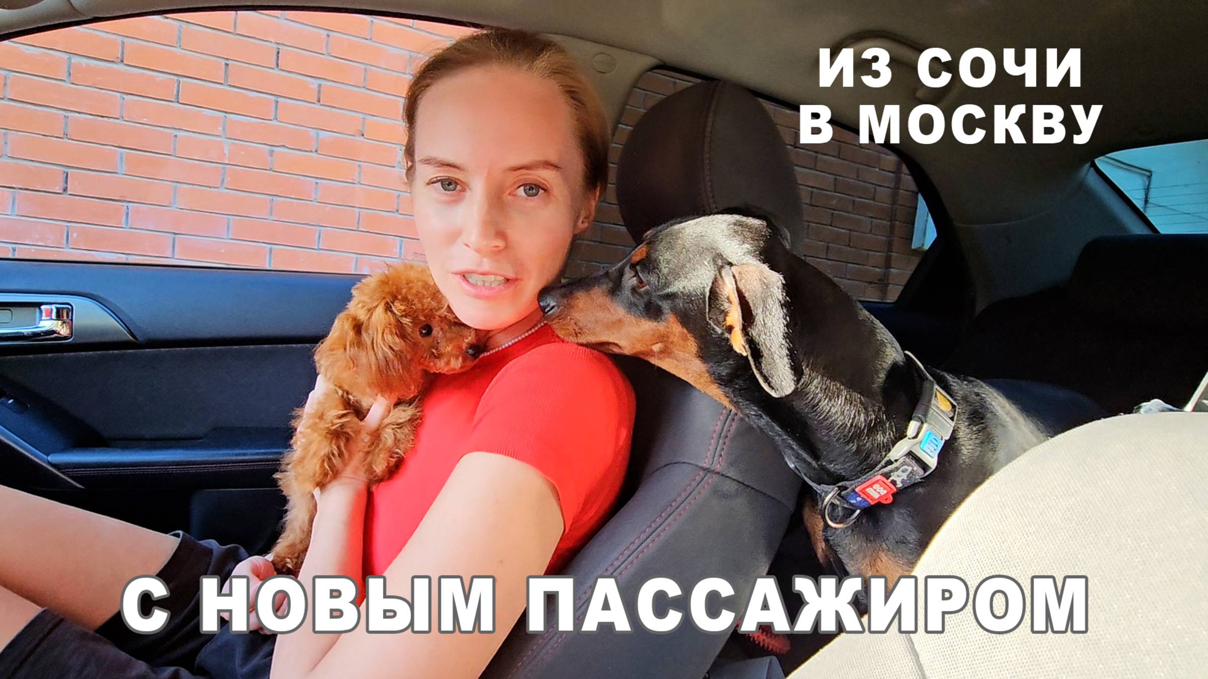 Забрали щенка той-пуделя по пути из Сочи