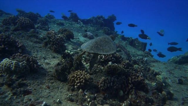 'Volkslied' 'Вода и ветер' 'Aqua'