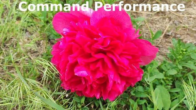 2023. Цветение пионов. Все с названиями сортов.