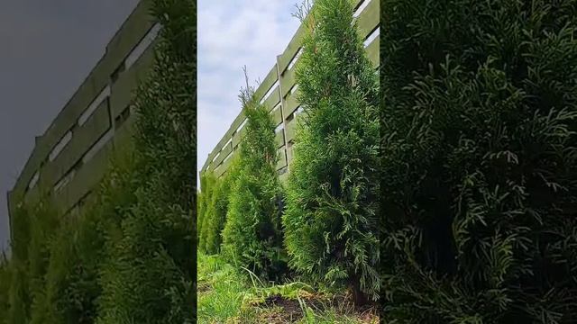 Готовим туи к зиме! долой пожелтевшая хвоя