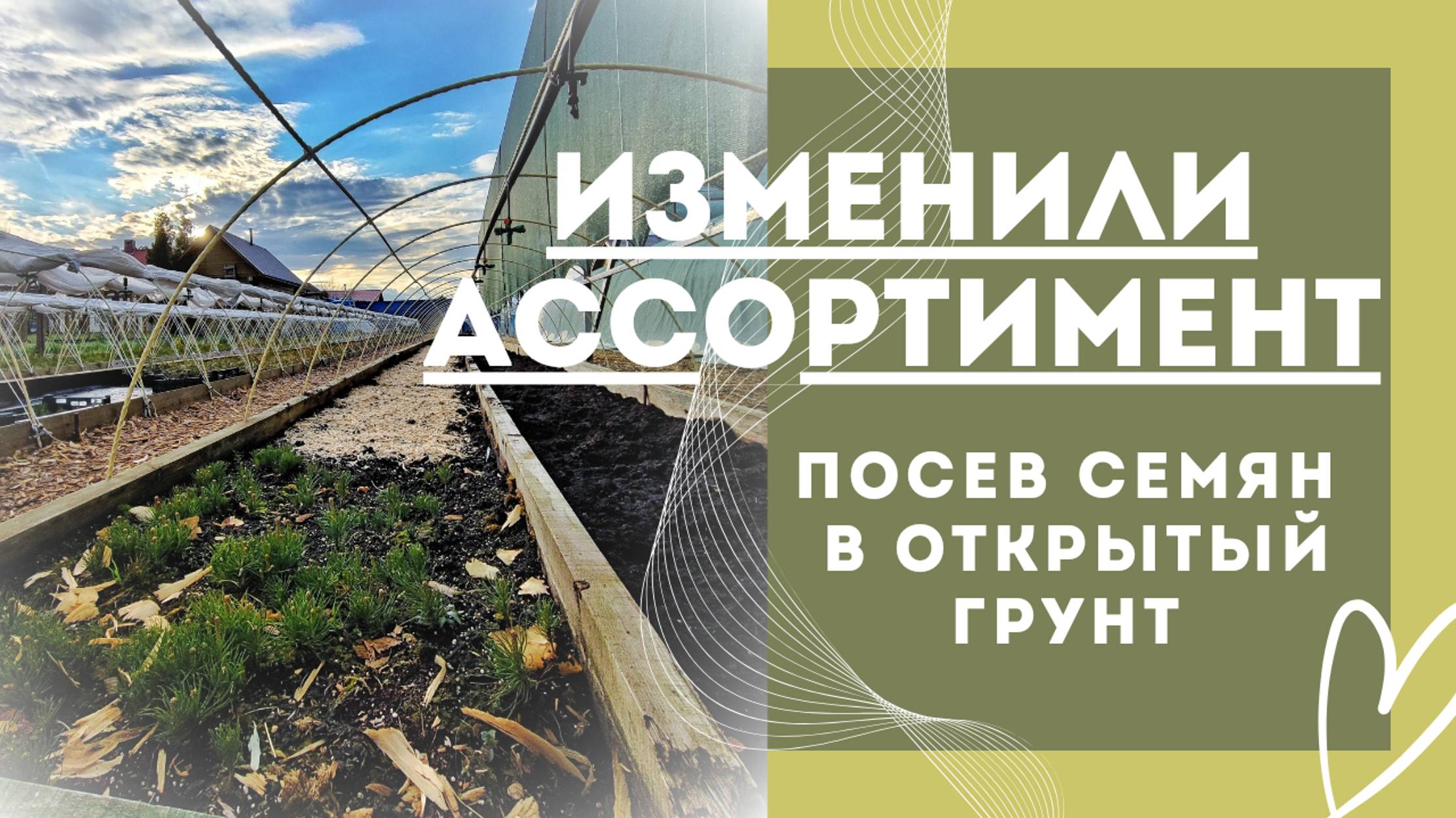 Расширяем ассортимент. Посев в грядку сосен, пихт, лиственниц, елей