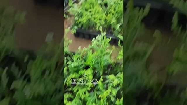 продажа черенков для доращивания