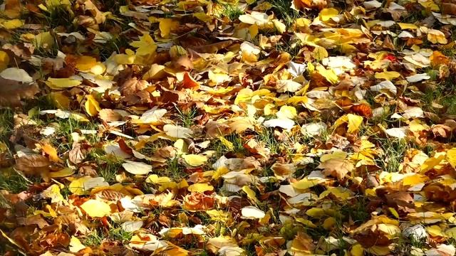 11. 11.  Зинаида Миркина.  Избранное.