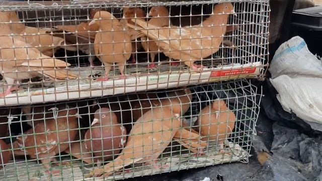 1.04.18 Г Прохладный глубиный базар.