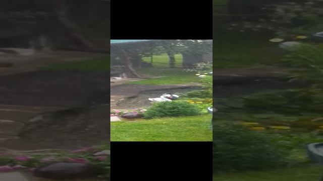 Гроза на даче 20230718_140707