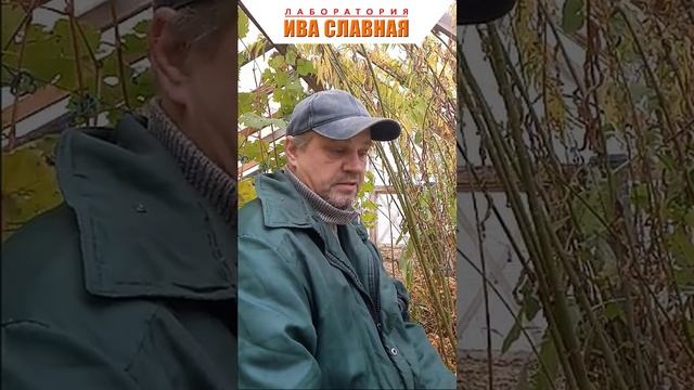 Лаборатория Ивы Славной: Тепличная американка. Эксперимент завершён. Итоги (15.10.2024)