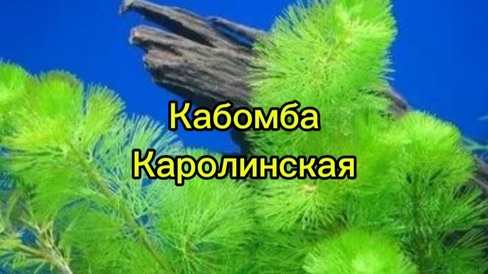 Аквариумное растение Кабомба Каролинская