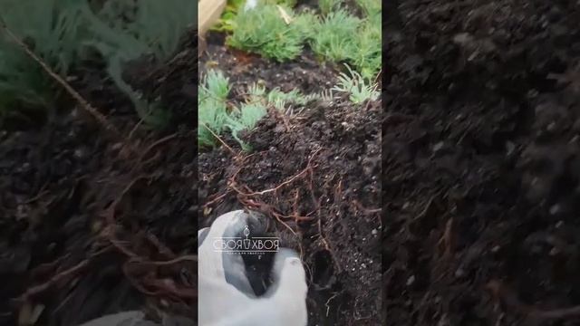 сосна горная Пумилио