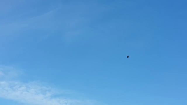 20.05.18. Мои голуби и новая голубятня.