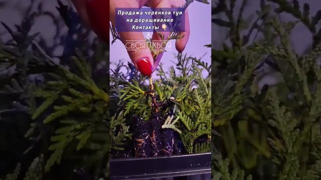 ель 96. Контакты в комментарии