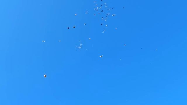 Ранний хоминг для голубей до жары