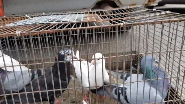 26 05 19. Птичий рынок г Пятигорск ч3  Bird market of Pyatigorsk, part 3