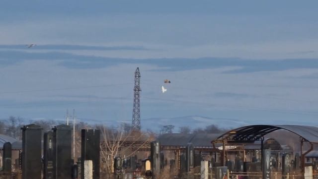 Голубь лентяй но фартовый -  Slo-mo Pigeon lazy but lucky - Slo-mo