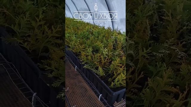 29.03 Санкт-Петербург #питомникрастений