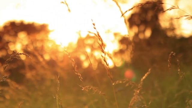 'Древлегорск' 'Оять' 'Радость' 'Лето'