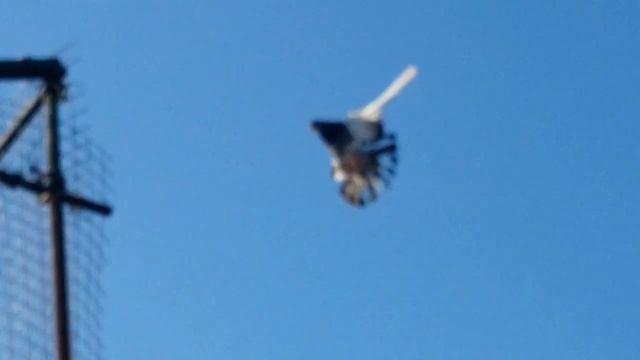 4.04.18. Одни  голуби летят другие неочень.