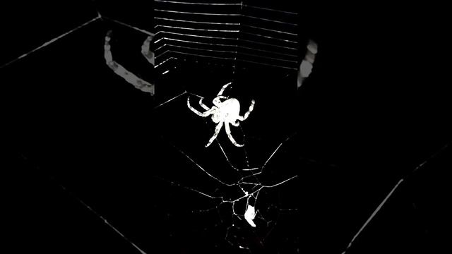 УГЛОВАТЫЙ ПАУК КРЕСТОВИК.