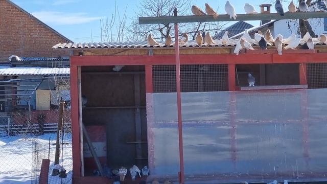 Голуби 50 штук неудачная командировка