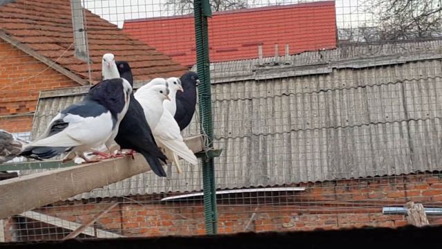 Приближается сезон паровки.