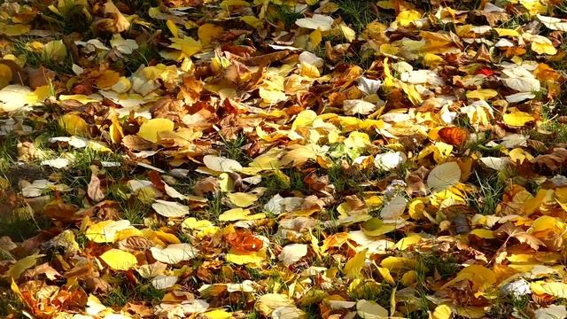 10. 10.  Зинаида Миркина.  Избранное.