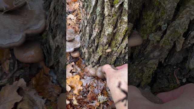 В декабре в лес за грибами! Полная корзина грибов!!!