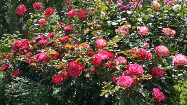 Роза с постоянным и обильным цветением. Сорт Мона Лиза.