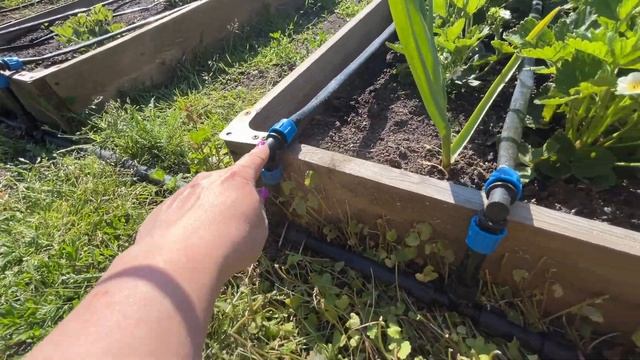 Капельный полив для клубники улучшила в 2024 году. Клубнику больше не поливаю. Сделала сама без мужа