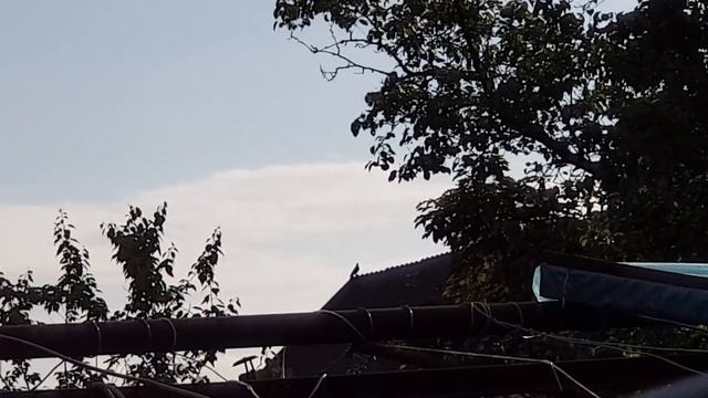 14.05.19. Голуби не спят и хищники тоже.  Pigeons do not sleep and predators too.