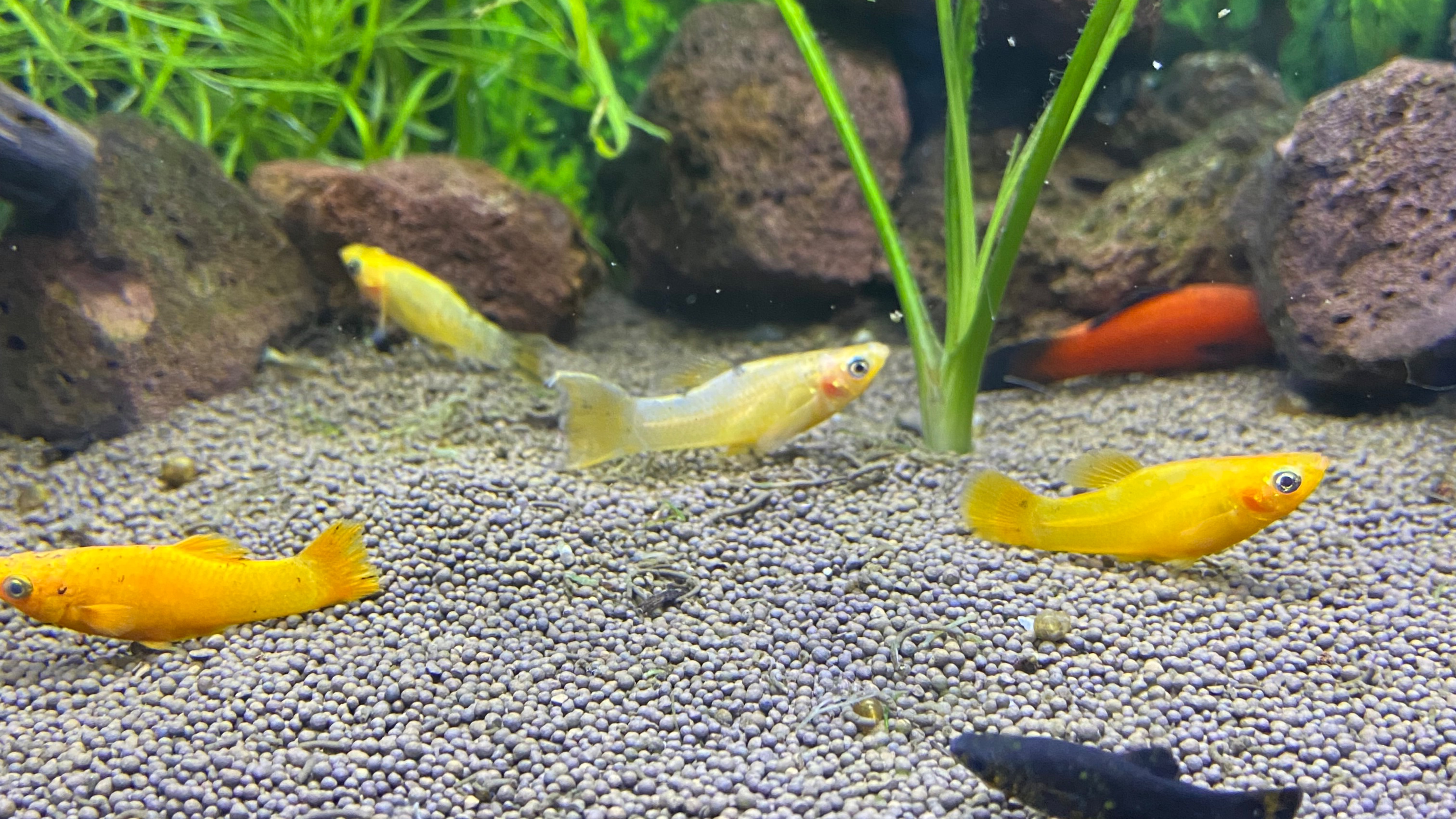 Продолжения истории