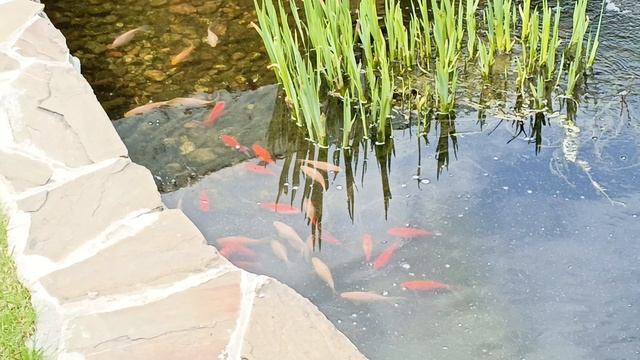 Начало прудового сезона 2024.04.25