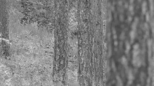 05. 05. Зинаида Миркина.  Огонёк в избушке.