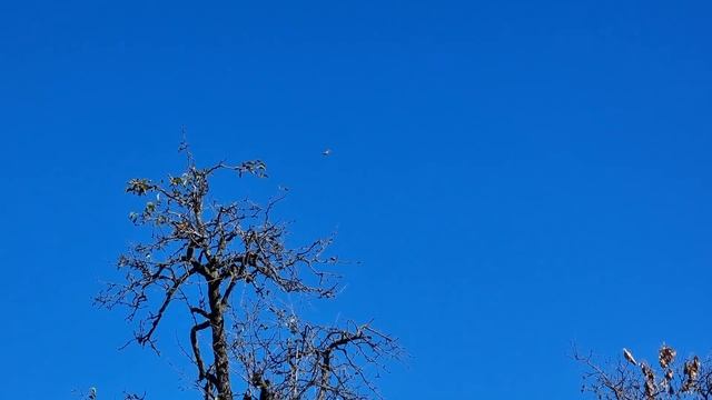 Голуби 7 месяцев из жизни.