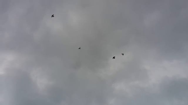 20.04.18. Приподняли голубей у Урузмага.