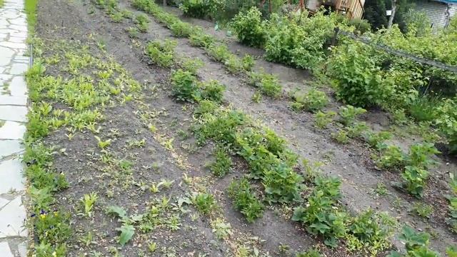 Наша дачная покупка, самые простые шашлыки и экскурсия в туалет