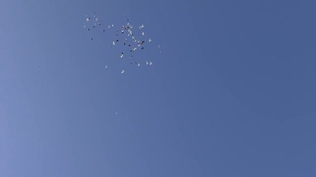 11.05.20. Тренировка голубей и снова Орёл.Training pigeons and again Eagle