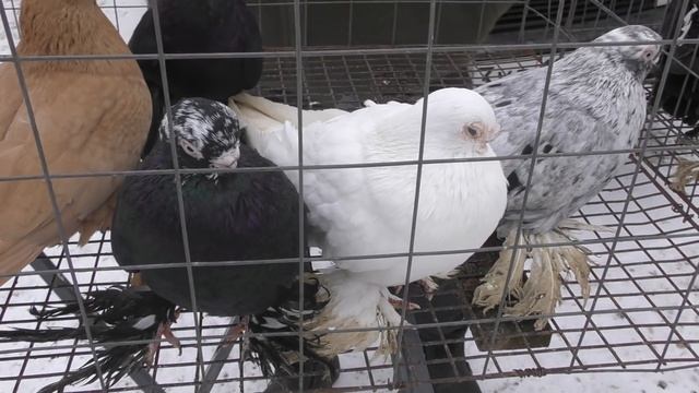 19.01.20. Птичий рынок г Пятигорск ч1.The bird market of Pyatigorsk p1.