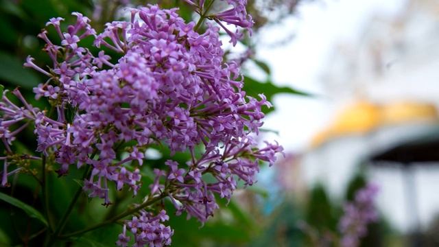 Свято-Елизаветинский цветник