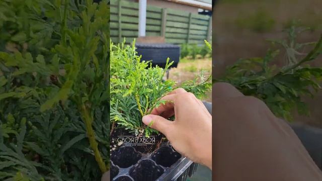 кассеты формируем вручную