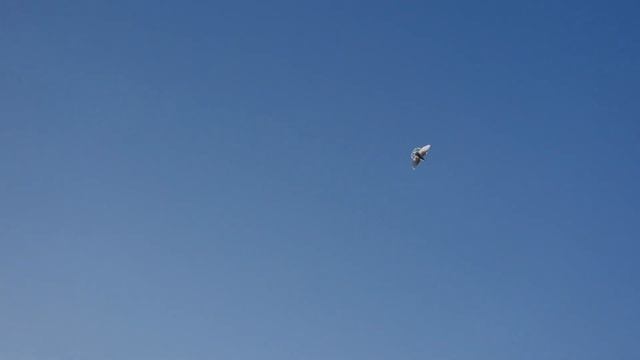 Чёрная пятница у голубей 60 штук 2 км