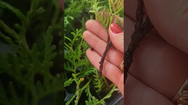 Закаливание черенков туи. эксперимент не удался