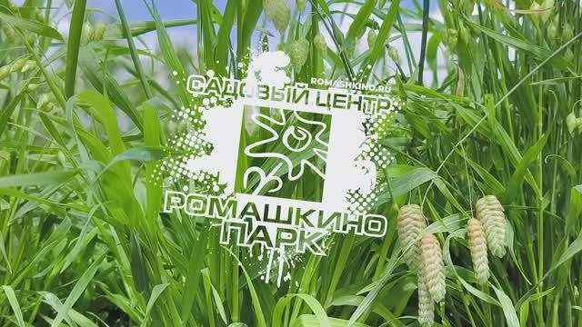 Многолетки в Ромашкино Парк лето 2024