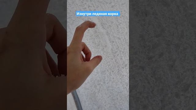 Теплица изнутри #питомникрастений