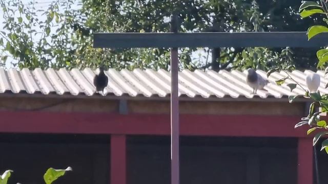 Голуби стресс командировка