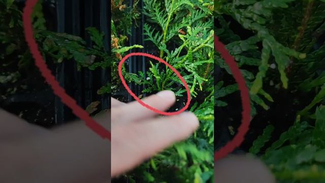 влияние стрижки на черенки туи