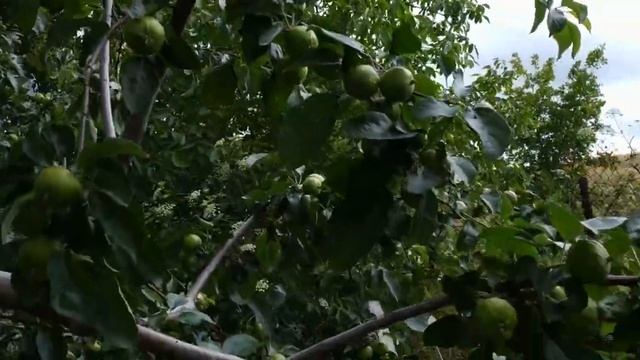 Схема обработок плодовых деревьев от плодовой гнили и других болезней.