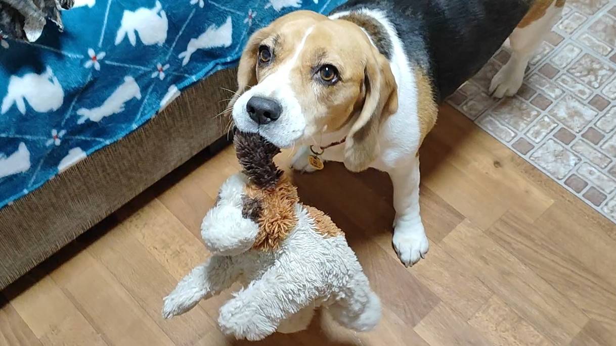 Каждому охотнику по добыче! Бигль Грейси и "хомяк" Фокс | Передержка собак Ростов